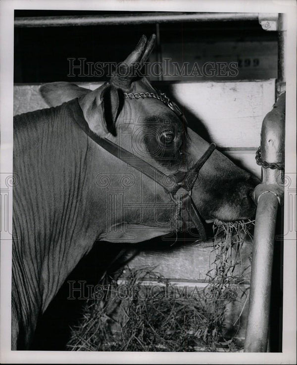 Michigan State Fair Detroit 1954 Vintage Press Photo Print - Historic ...