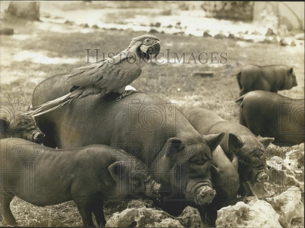 Press Photo Padirac Zoo, Mealtime, Macaw, Vietnamese Pigs - Historic Images