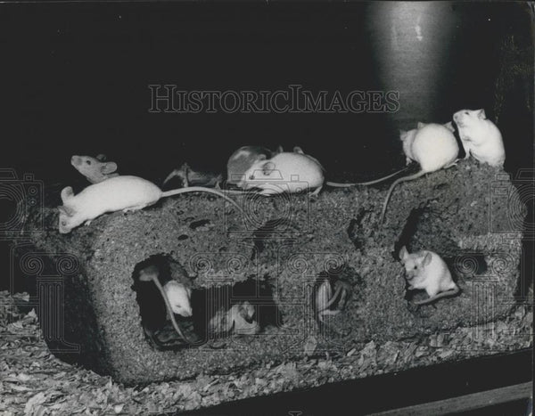 5 Pound Mouse House Made Out of Wheat Meal Vintage Press Photo Print ...