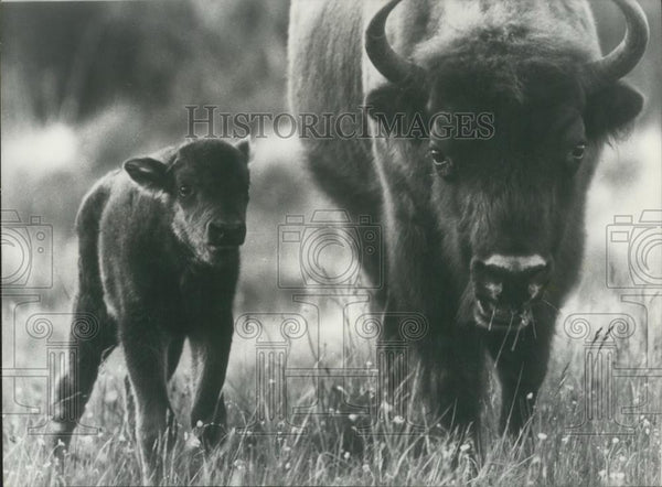 1976 Press Photo Buffalo With Calf - Historic Images