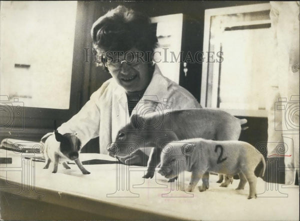 Press Photo Woman With Three Piglets - Historic Images