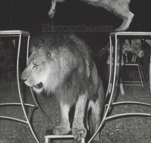 1965 Press Photo Young Goat Alice Leaps Over Lion in Orland Orfei Circ ...