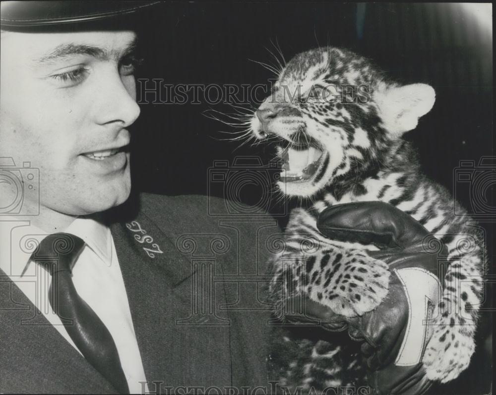 1965 Press Photo Johnny" Jaguar Cub Born In London Zoo Parents From Br ...