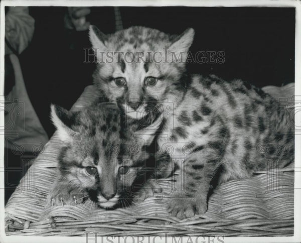 1961 Press Photo "Roger" and "Rae" Two Puma Cubs at London Zoo ...