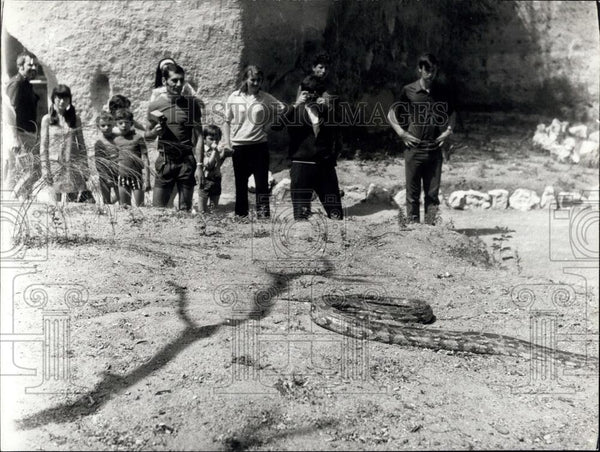 1971 Press Photo People Observing a Snake from Ditch in Maine-et-Loire ...