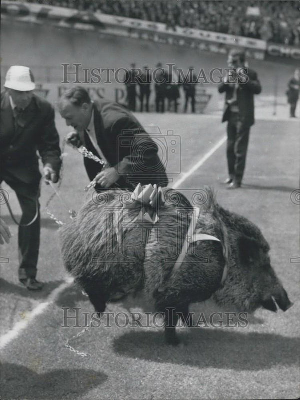 1965 Press Photo Sedan unleashes its mascot, the Boar, at the cup fina ...