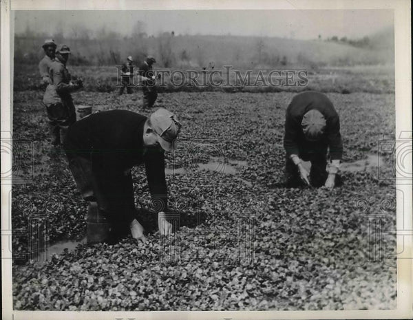 Farmers Picking Things Out Of Farm Field 1941 Vintage Press Photo Print ...