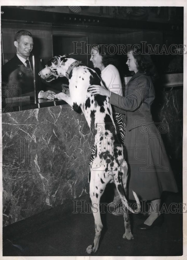 Mrs. Donald W. Twigg Douglas Pierce With Harlequin Dane Loki 1951 ...