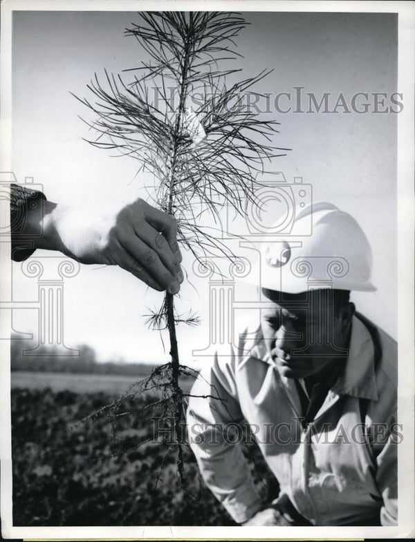 Coosa Pines, Ala. Woodlands mgr W Chapman & tree seedlings 1968 Vintage ...