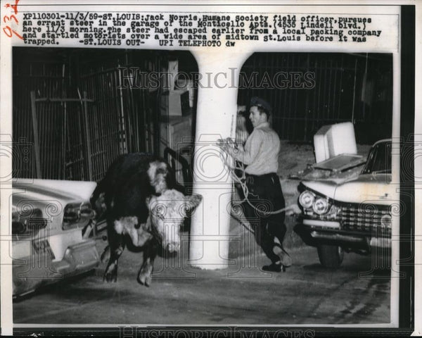 St Louis, Mo Jack Norris captures runaway steer in a garage 1959 ...
