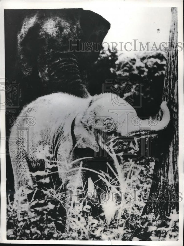 White elephant w/ her mother seen in Hopin, Burma 1958 Vintage Press ...