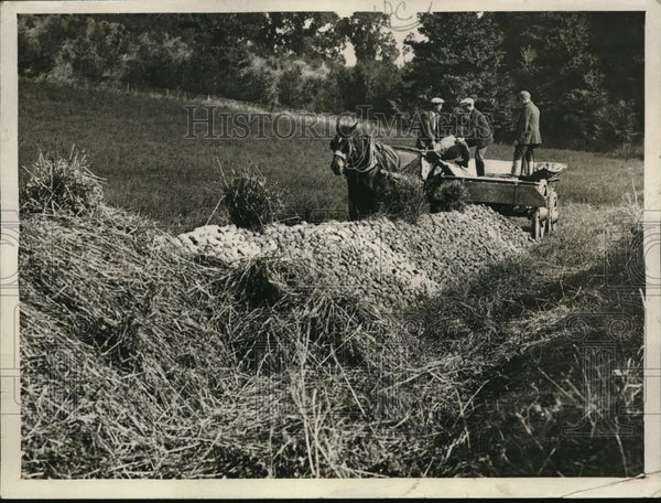 1925 Press Photo Maj JA Morrison & potato harvest near Reading, Pa - n ...