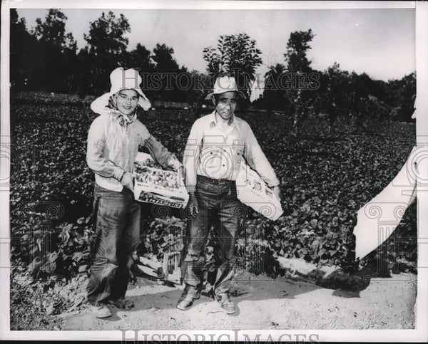 1955 Press Photo Japanese and american couple sharecrop Strawberries i ...