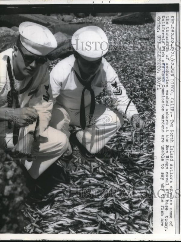 1962 Press Photo North Island Sailors Examine Dead Anchovies - nec4447 ...