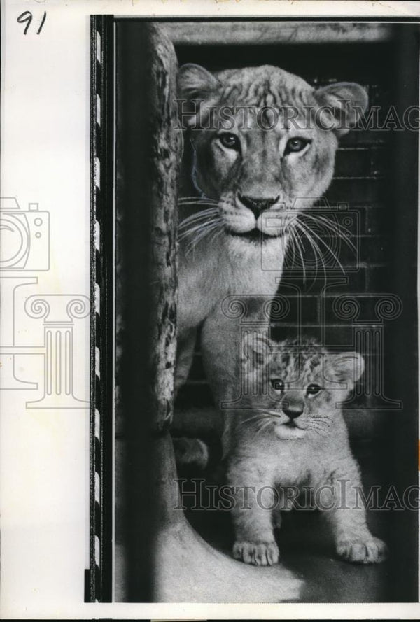1959 Press Photo Leona the Lioness and newest baby at the Lincoln Park ...