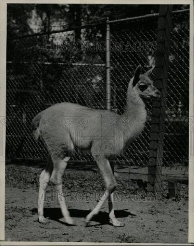 Dorothy Belle Isle LLama South America 1938 Vintage Press Photo Print ...