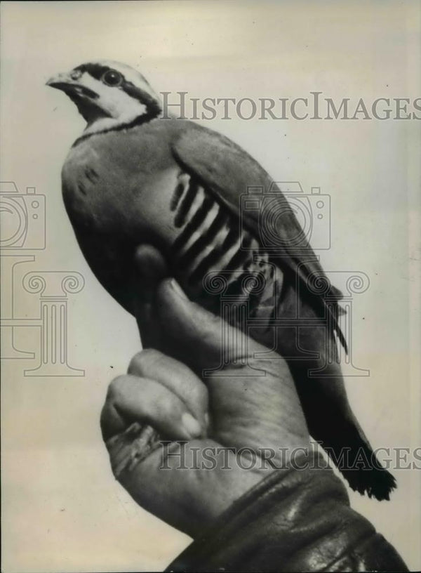 Asia's Native Bird, Chukar Partridge 1937 Vintage Press Photo Print ...