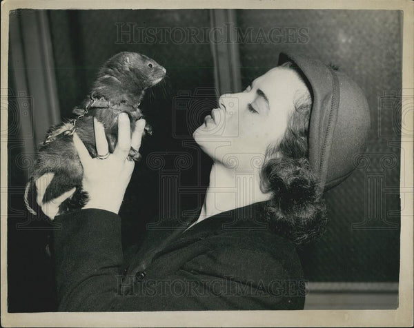 1953 Press Photo Mrs. Eileen Boddington and a mink - Historic Images