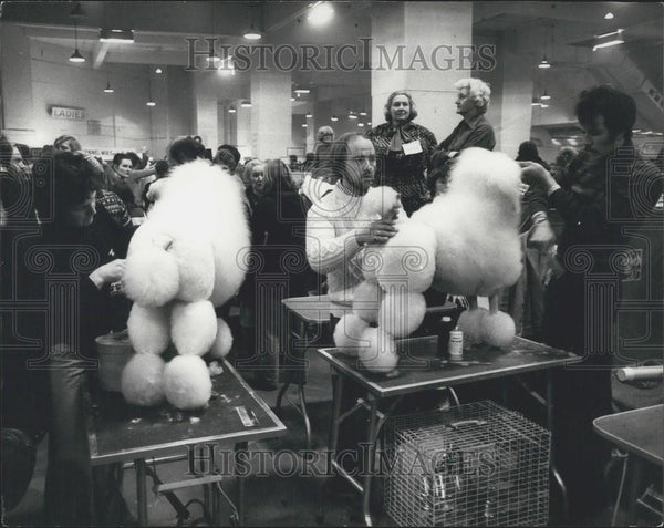 1979 Press Photo Two Poodles get a final brush-up before the judging s ...