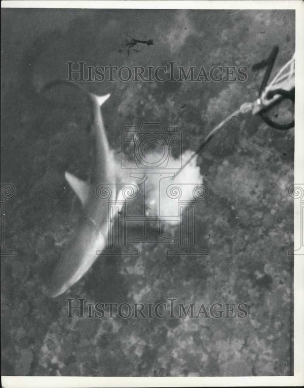 Australian Shark Hunter Ben Cropp Vintage Press Photo Print - Historic ...