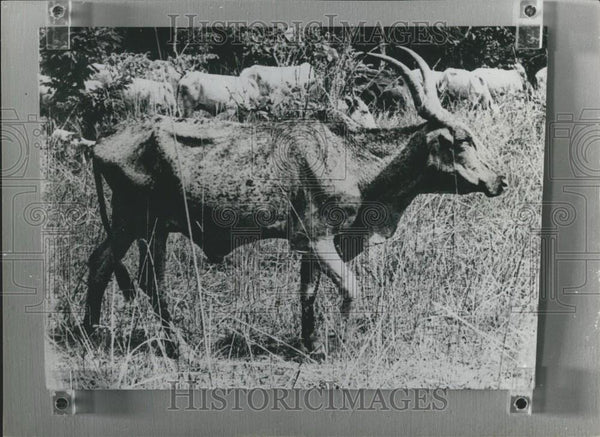 Press Photo Zebu Infected By TseTse Fly Bite - Historic Images