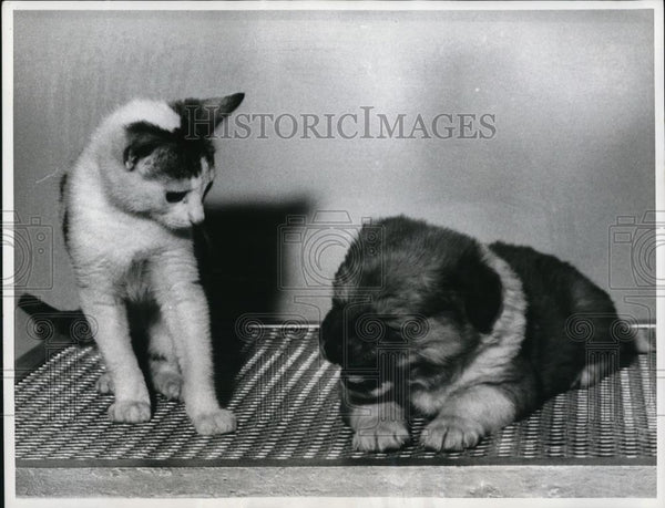Mister Pooch responds to a kitty's overtures with a sneeze 1960 Vintage ...