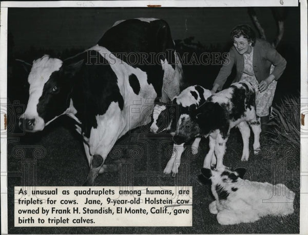 Holstein Cow Named Jane Has Triplets Owned by Frank H. Standish 1941 ...
