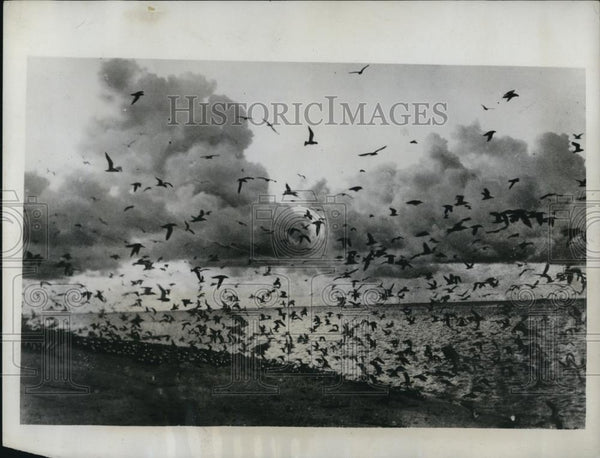Thousands of birds on the shore of Tizard Island 1933 Vintage Press ...