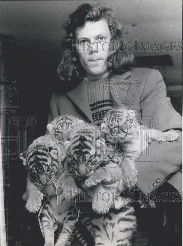 1974 Press Photo Krefeld zoo keeper and set of five lively tiger cubs ...