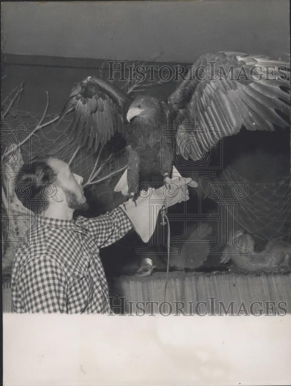 Press Photo Sea Eagle being shown by its owner who captured it in Brit ...