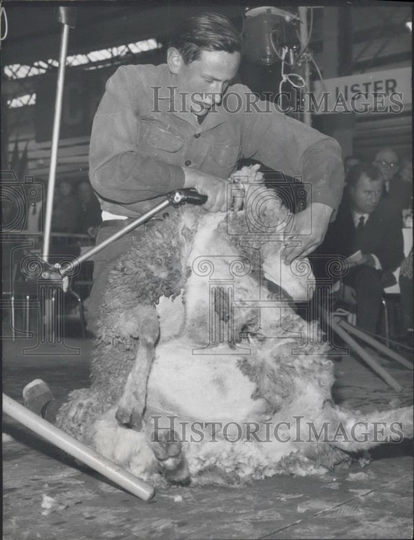 1965 Press Photo Young Sheep Shearer in Paris Agricultural Show ...