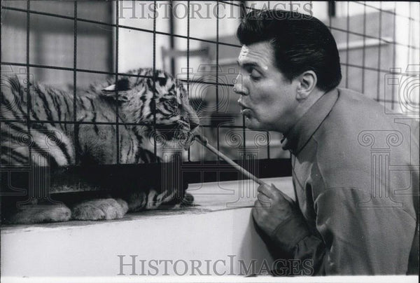 1965 Press Photo Arnim Dahl Tiger Tamer with 6 months Old Tiger Baby ...