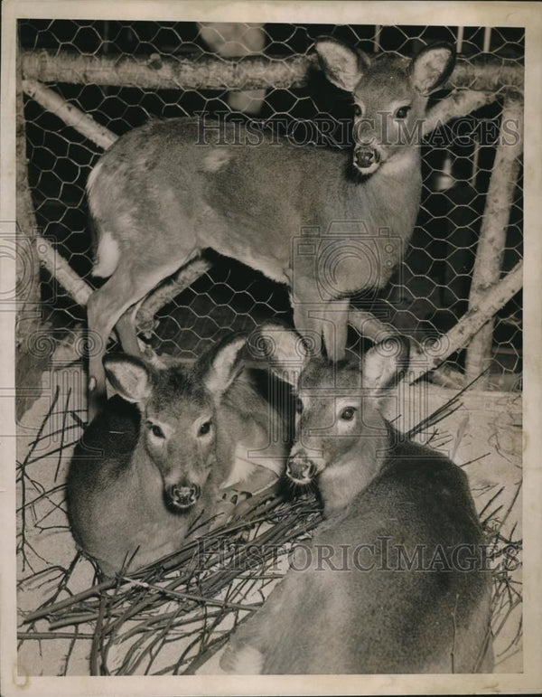 three fawns. 1936 Vintage Press Photo Print - Historic Images