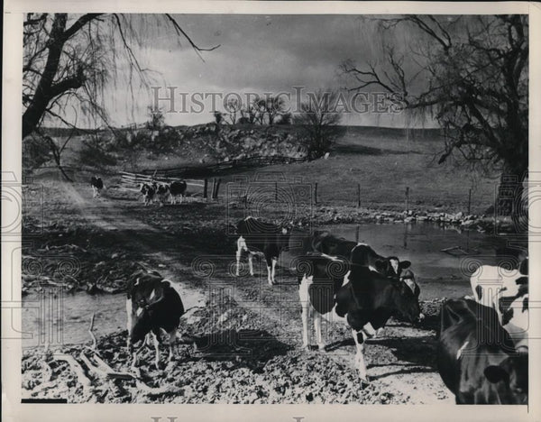 Cattle in farm 1948 Vintage Press Photo Print - Historic Images