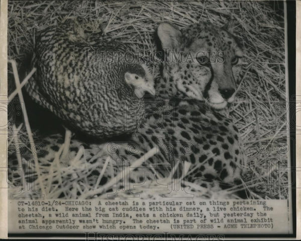 1952 Press Photo A cheetah with his dinner, a chicken as they cuddle ...