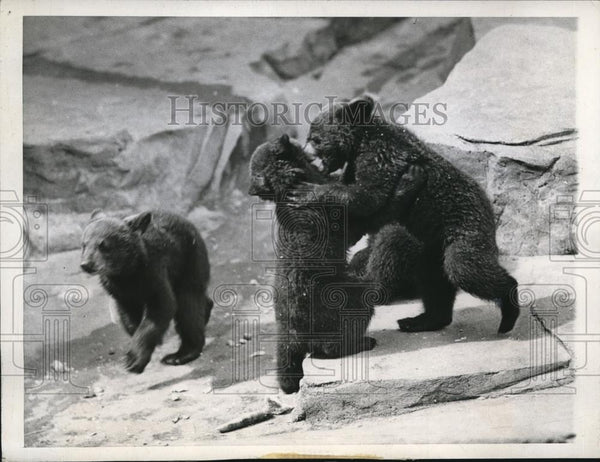 1946 Press Photo Bear Cubs Strangler Bruno & The Mangler Brookfield Zo ...