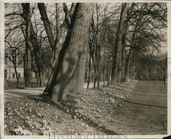1928 Press Photo Trinity College Cambridge England crocuses in bloom ...