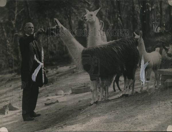 1921 Press Photo Senator Reed Smoot of Utah & llamas at a zoo ...