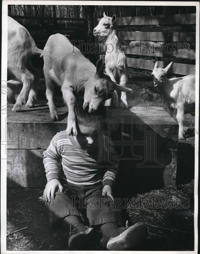 1961 Press Photo A young boy and a bunch of goats - Historic Images