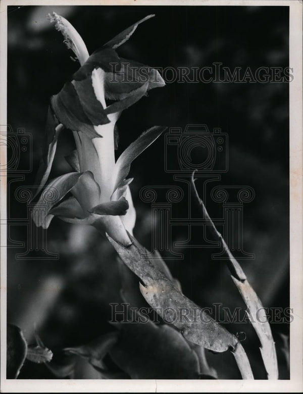 1959 Press Photo Thanksgiving Cactus - nee99439 - Historic Images