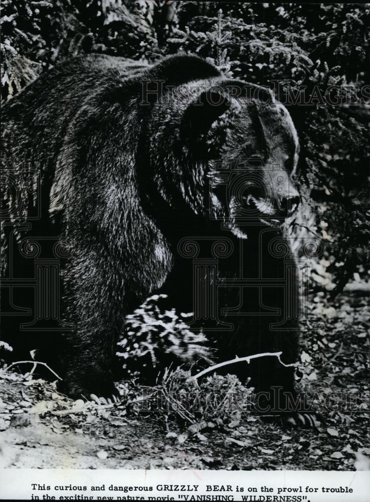 1974 Press Photo Curious and Dangerous Grizzly Bear on the prowl - spp - Historic Images