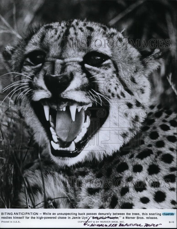 1986 Press Photo Snarling Cheetah in Jamie Uys' Animals are Beautiful ...