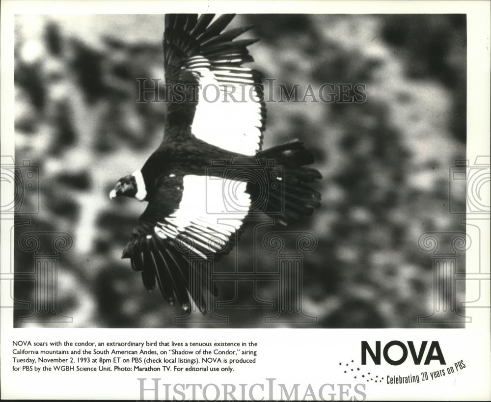 1993 Press Photo The condor is featured on the Nova special Shadow of ...