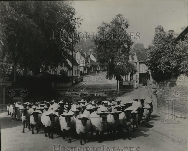 1967 Press Photo Kenneth Richter's "Britain Today" flock of sheep ...