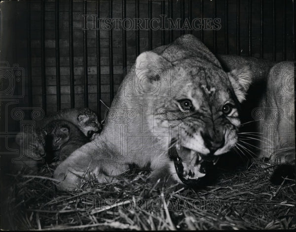 Elizabeth a Circus Lioness Gave Birth to Four Cubs Earls Court Circu ...