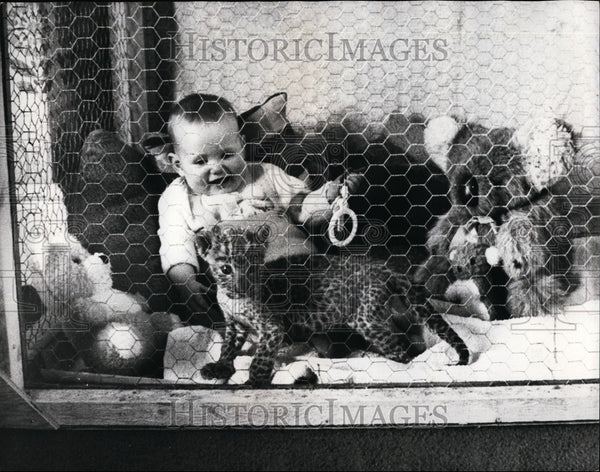 Press Photo Infant and Tiger Leopard Cub - KSB61887 - Historic Images