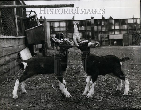 Press Photo Orphaned Goats, Animal Sanctuary, Doris Gash, Tilehurst ...