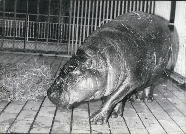 1966 Press Photo Female Hippo in Berlin Zoo. - Historic Images