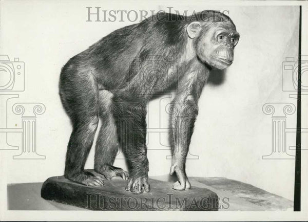 Press Photo Tschego Piece at Viennese Museum of Natural History ...