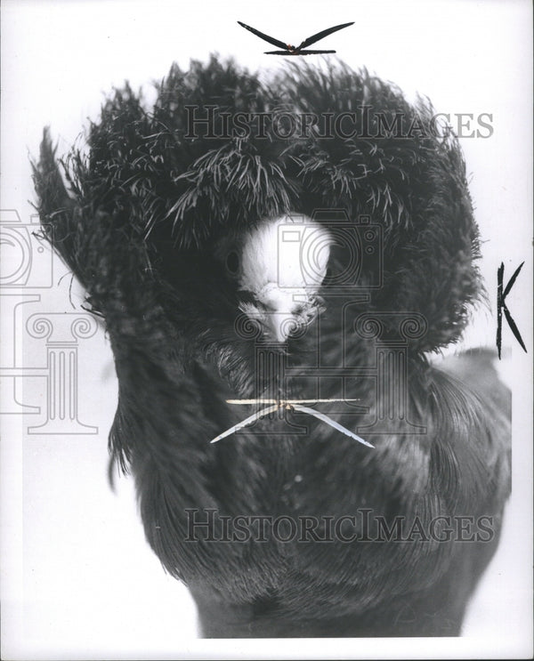 1969 Press Photo of Rare Chicken Must See - Historic Images